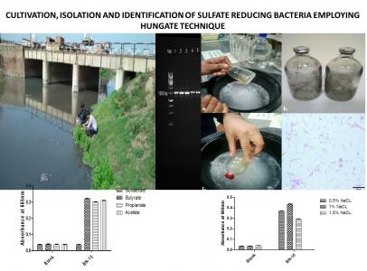 Cultivation, Isolation And Identification Of Sulfate Reducing Bacteria ...